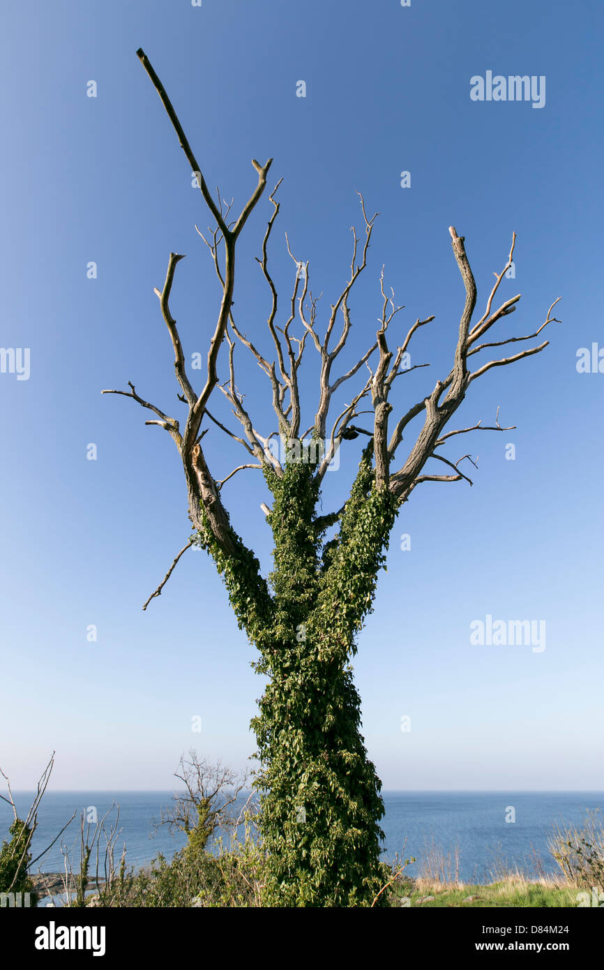Dead creeper plant hi-res stock photography and images - Alamy