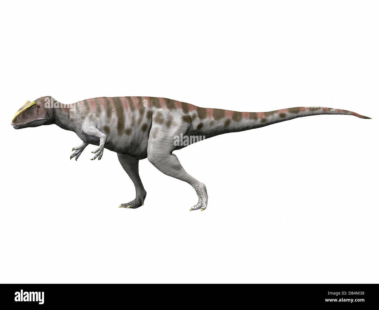 Carcharodontosaurid hi-res stock photography and images - Alamy