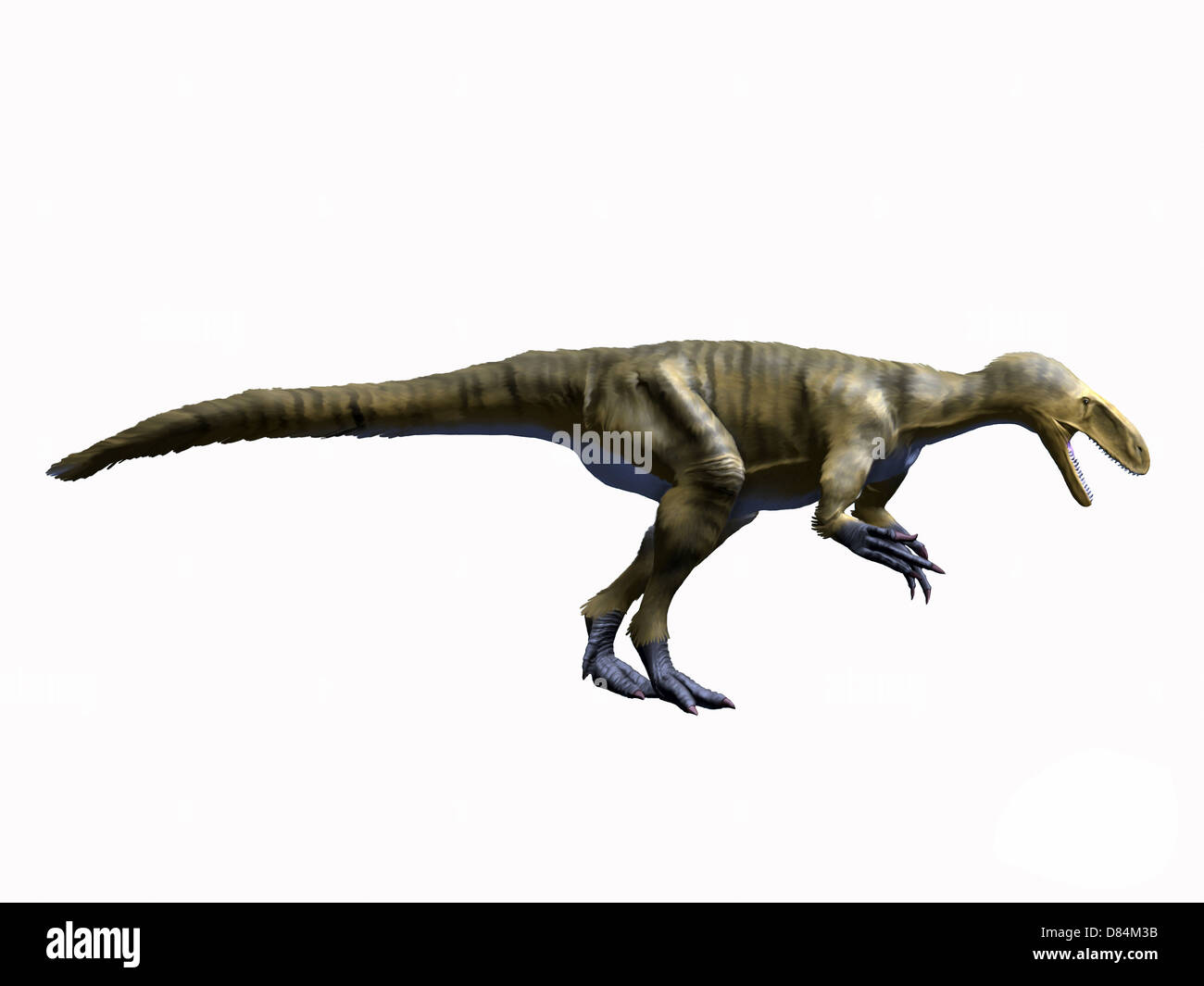 Dinosaur claw hi-res stock photography and images - Alamy