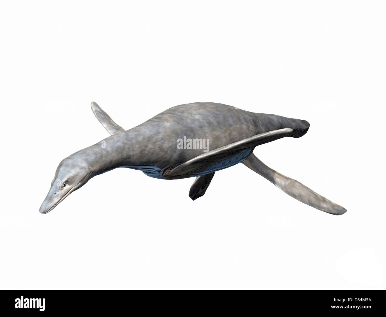 Vectocleidus pastorum, Early Cretaceous of England Stock Photo - Alamy