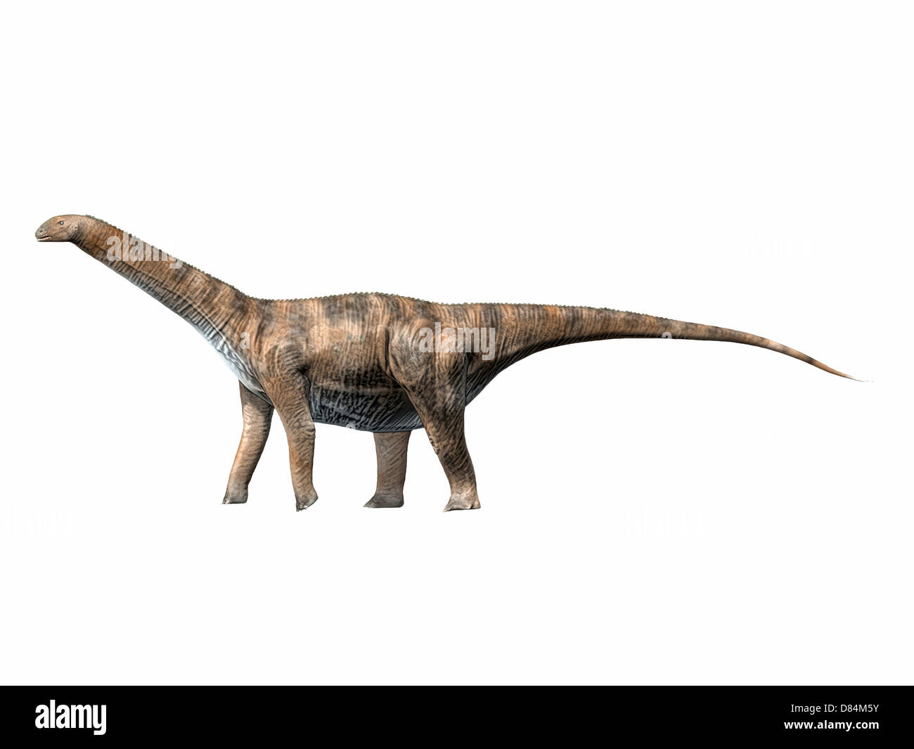 Cetiosaurus oxoniensis, Middle Jurassic of England Stock Photo - Alamy