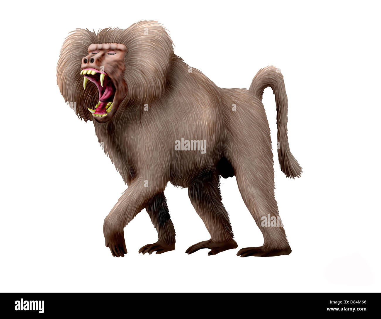 Pliocene hi-res stock photography and images - Alamy