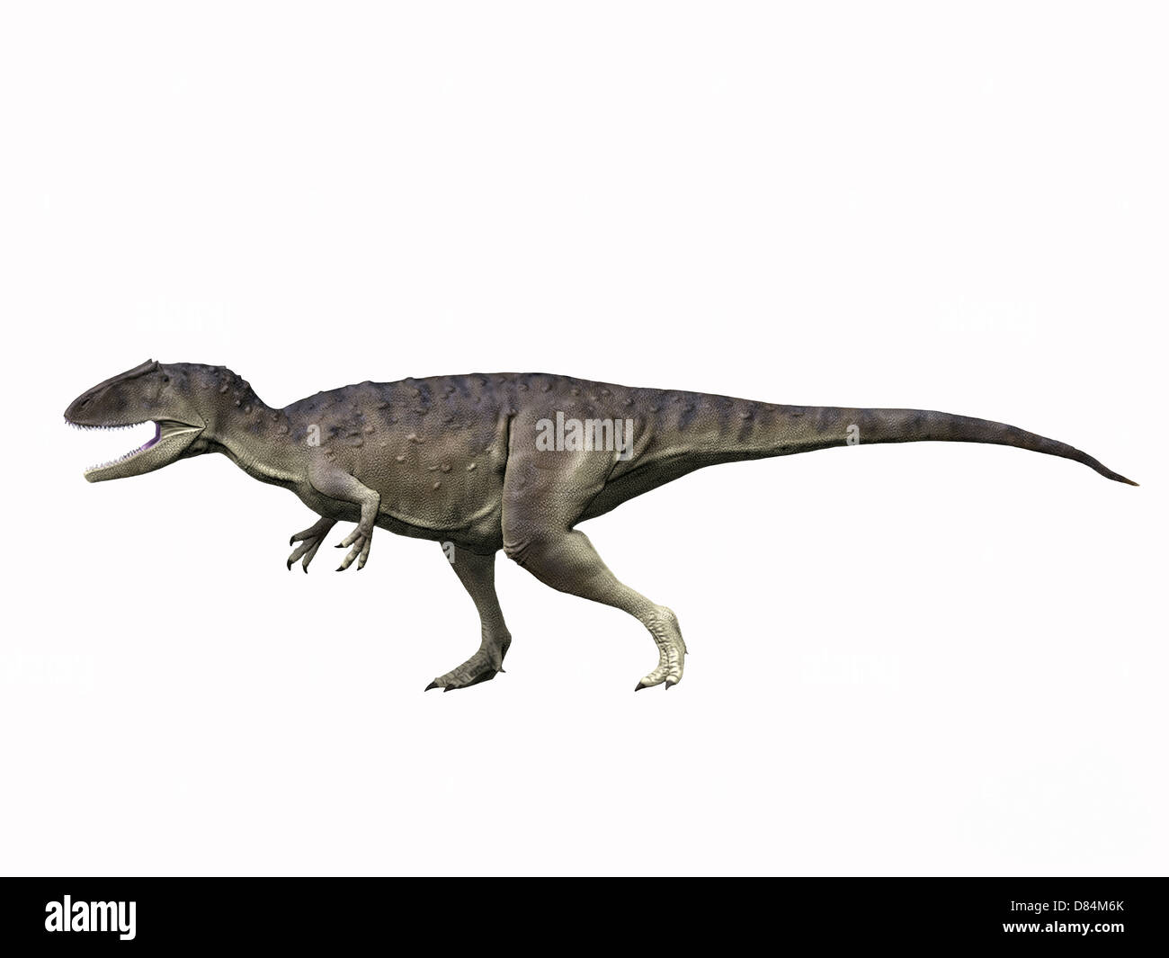 Eocarcharia dinops, Early Cretaceous of Niger Stock Photo - Alamy