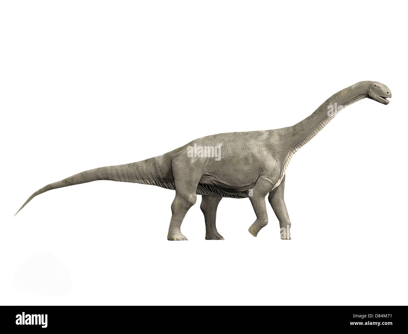 Jobaria tiguidensis, Middle Jurassic of Niger Stock Photo - Alamy