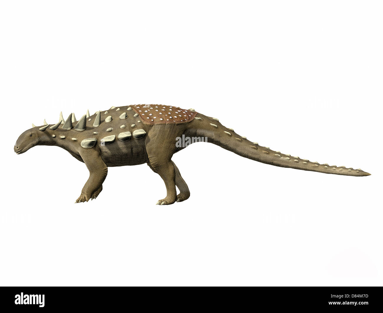 Polacanthus