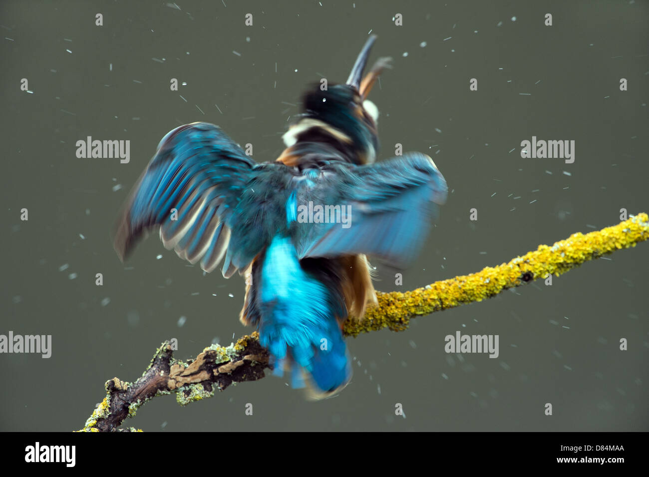 Kingfisher wings hi-res stock photography and images - Alamy