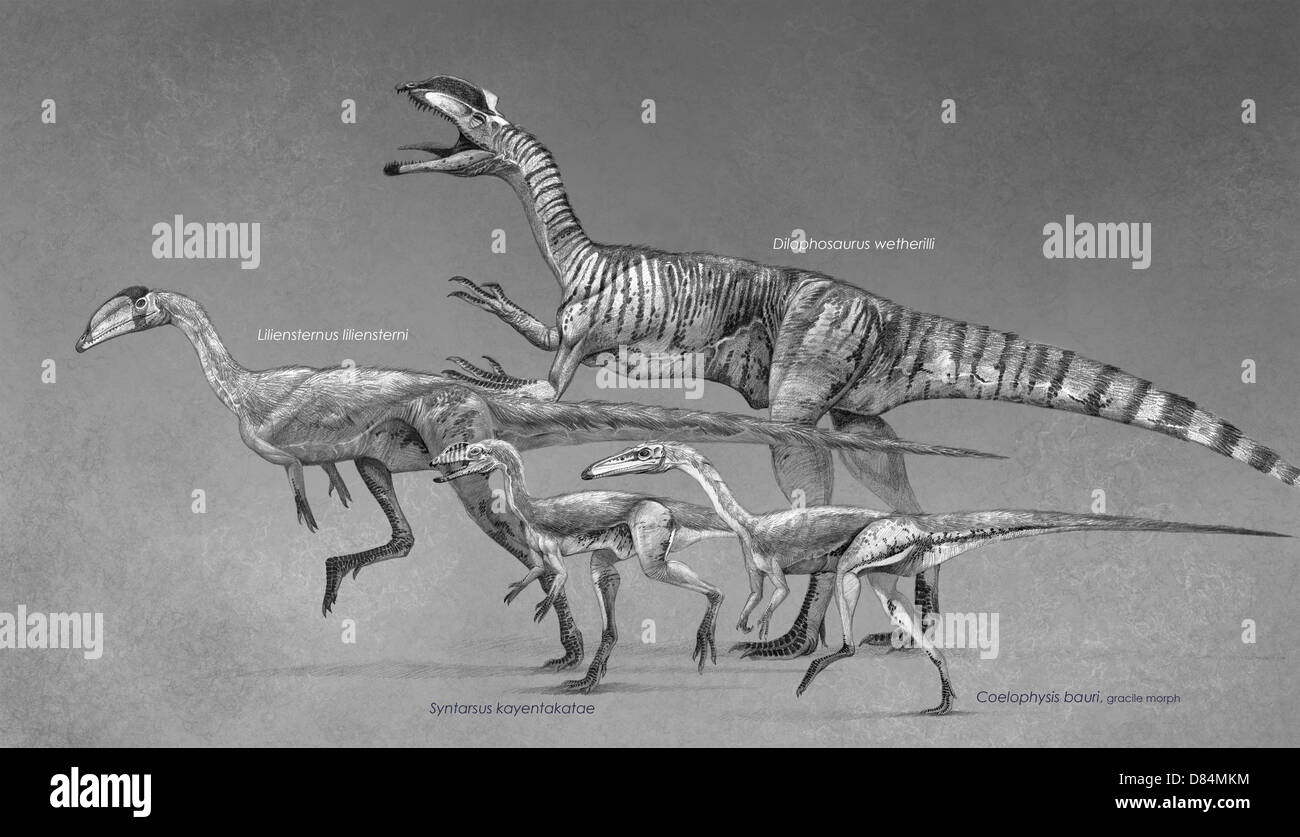 Coelophysoid diversity from the Late Triassic to Early Jurassic Period ...