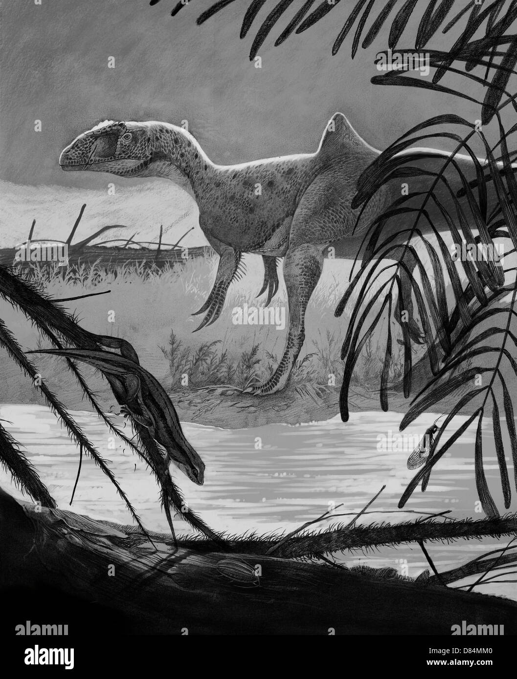 Concavenator Skeleton