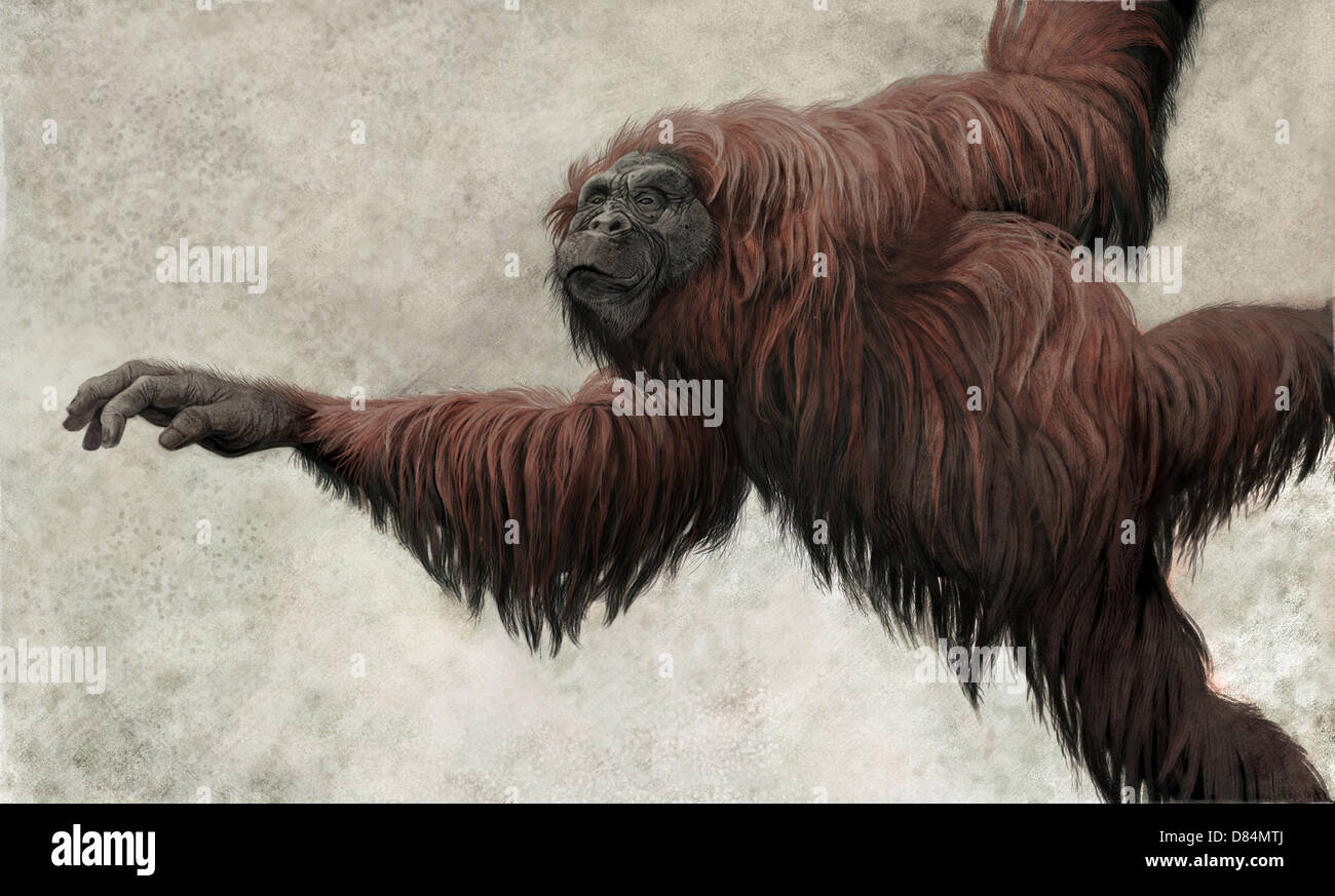 Dryopithecus=Hispanopithecus laietanus, a basal hominidae from the ...