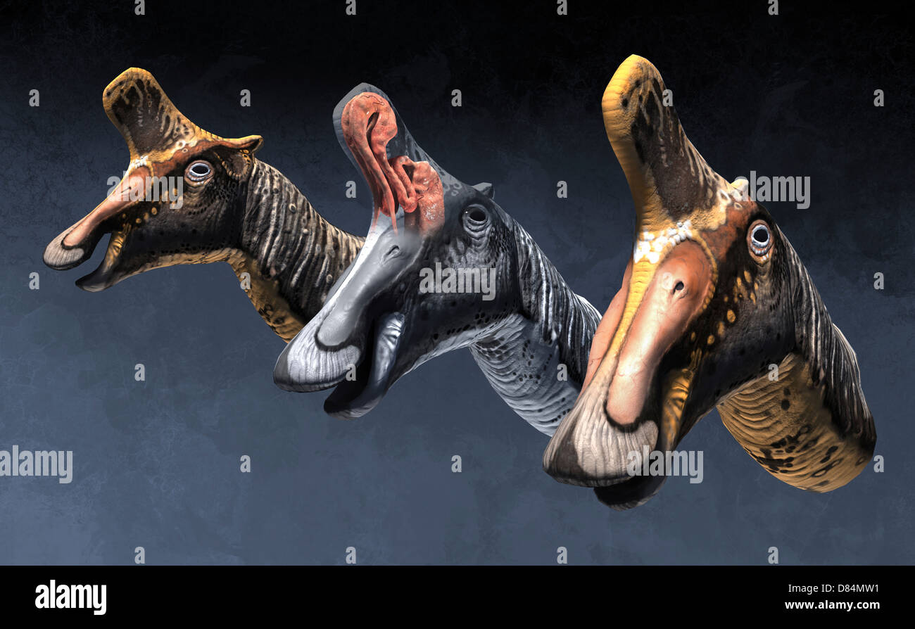 Lambeosaurus lambei hi-res stock photography and images - Alamy