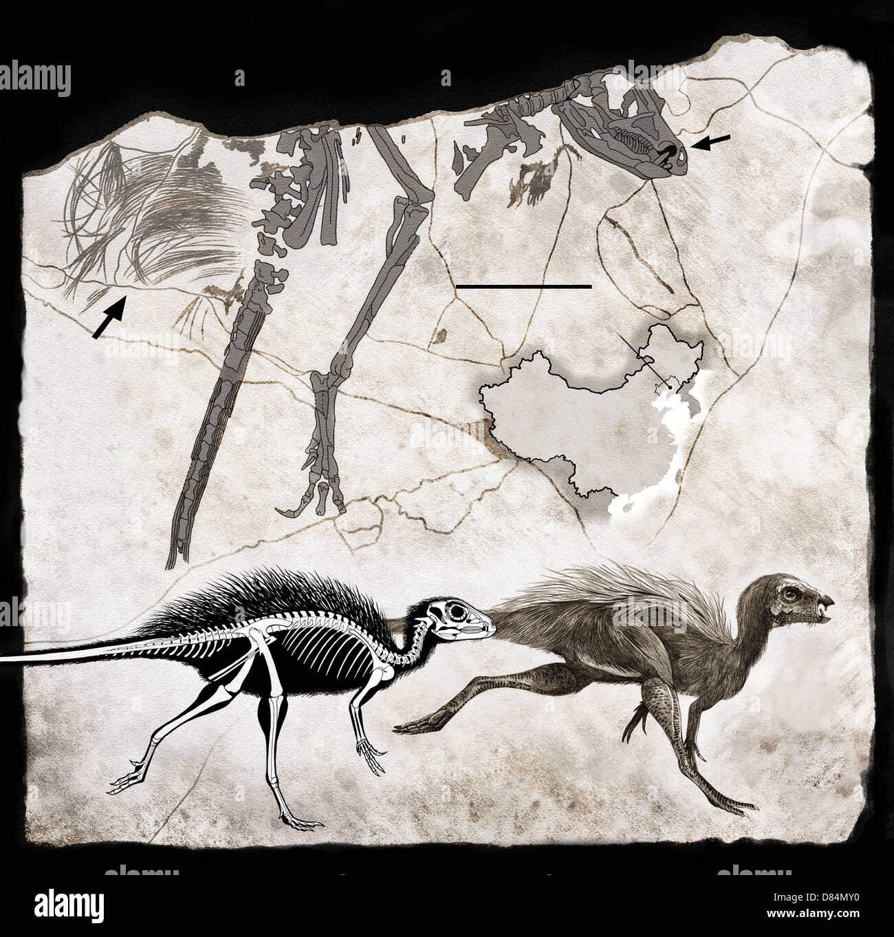 Fossil remains and skeletal reconstruction of Tianyulong confuciusi ...