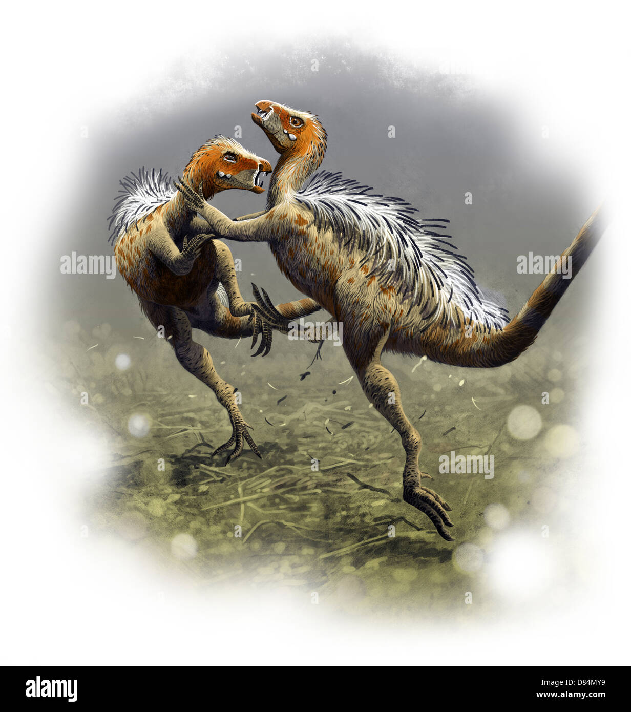 Two fighting males of Tianyulong confuciusi. Yixian province, China ...