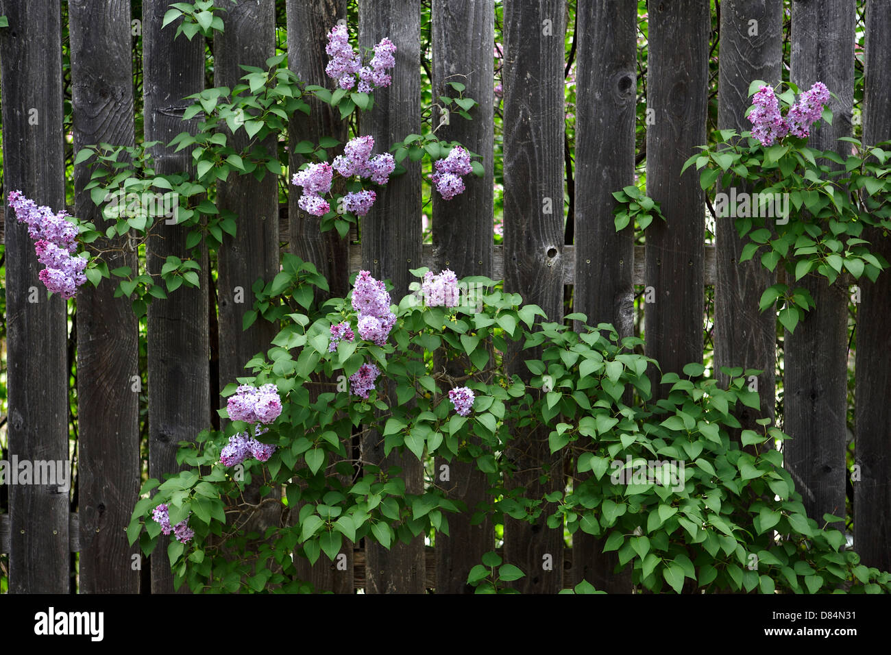 Lilac bush and flowers growing through wood fence Stock Photo - Alamy
