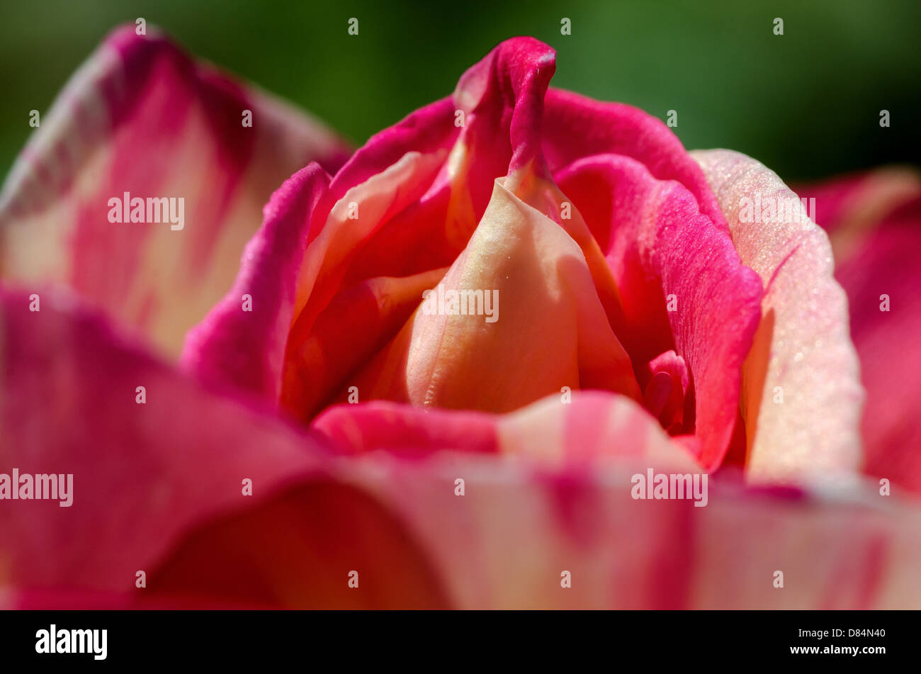 macro photo of the petals of a multicolor rose Stock Photo - Alamy