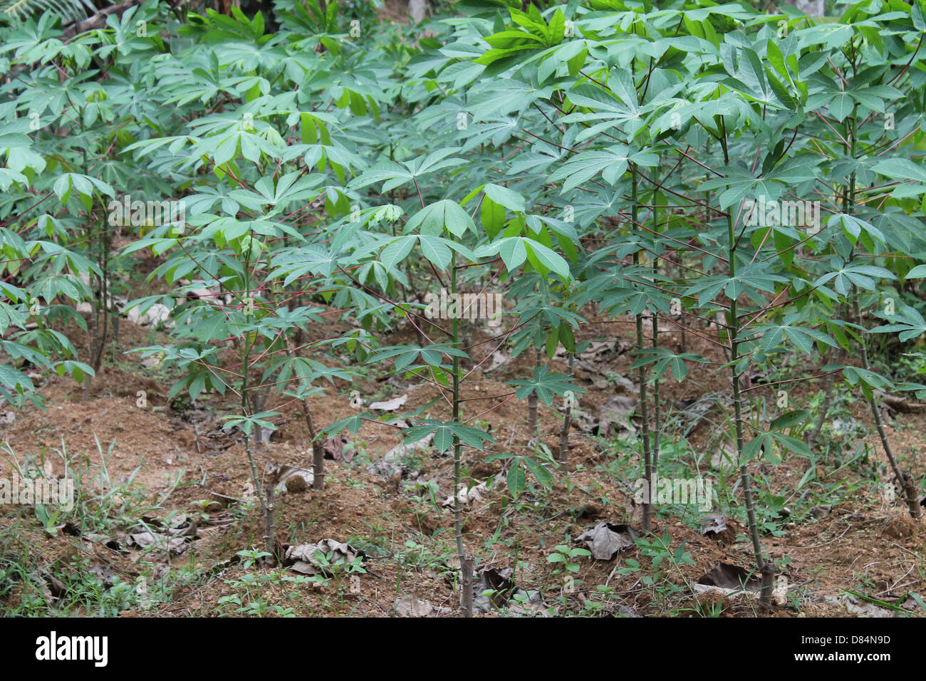 Tapioca plants hi-res stock photography and images - Alamy