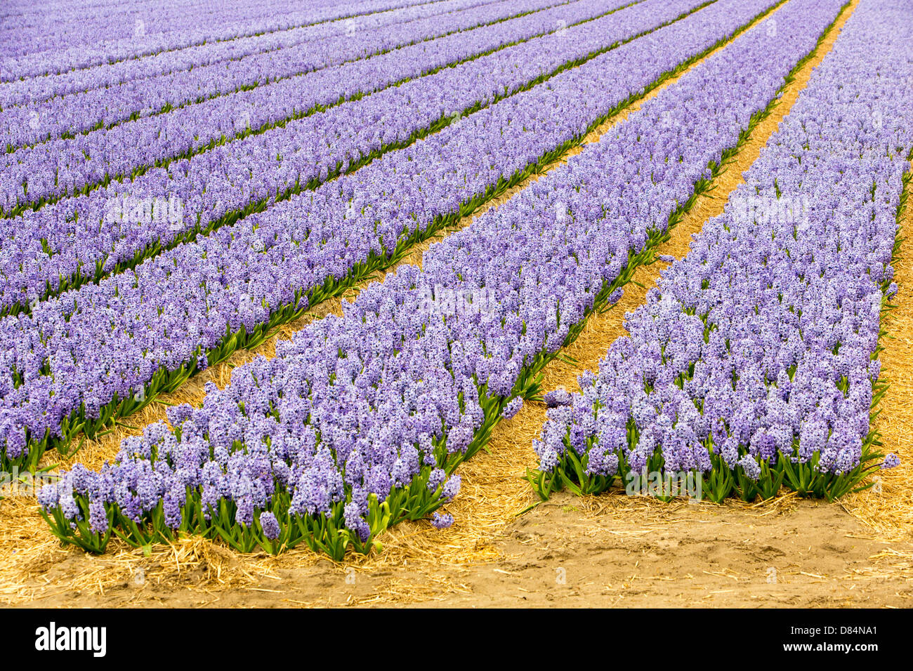 Hyacinth fields near Keukenhof, Lisse, Netherlands Stock Photo - Alamy