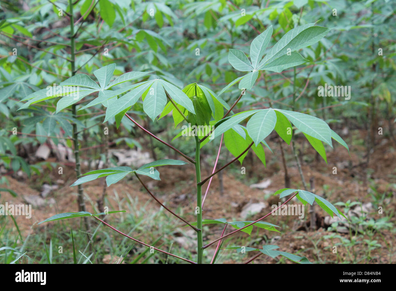 Tapioca plant hi-res stock photography and images - Alamy