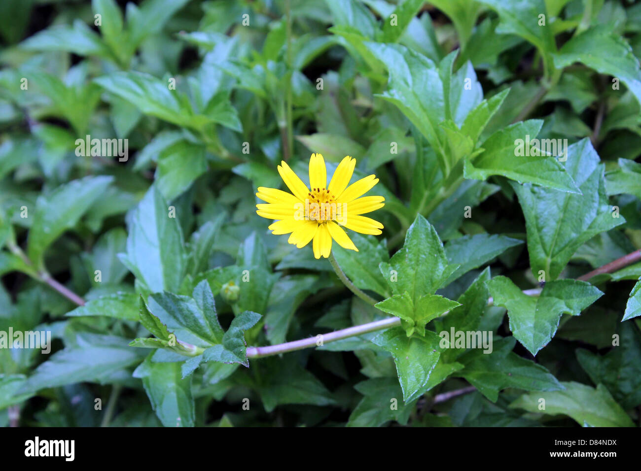 Yellow wild flower Stock Photo - Alamy