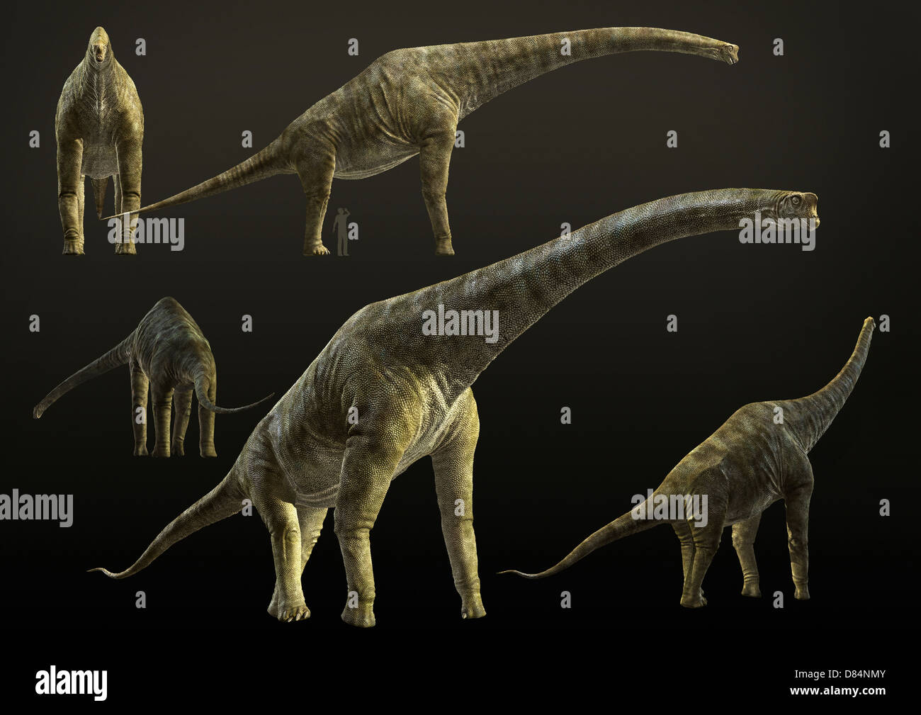 Giraffatitan brancai, a sauropod dinosaur from the Late Jurassic period ...