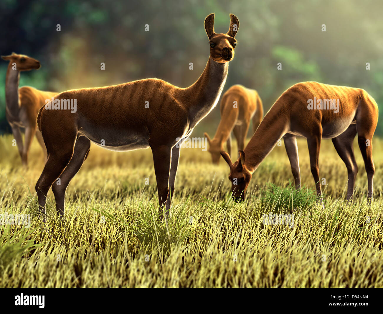 Palaeolama niedae, an extinct South American genus of llama camelid. It ...