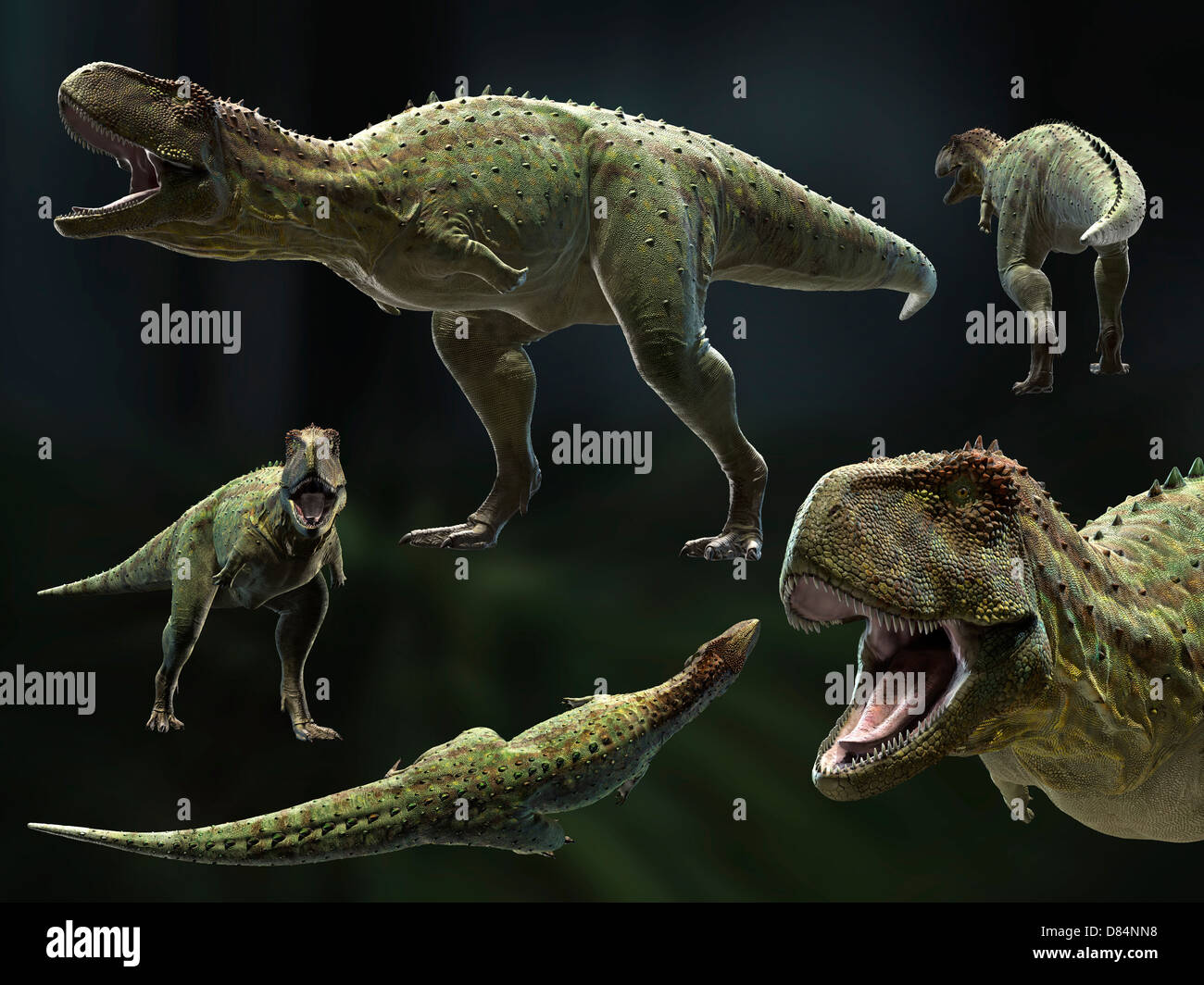 Abelisaurid hi-res stock photography and images - Alamy