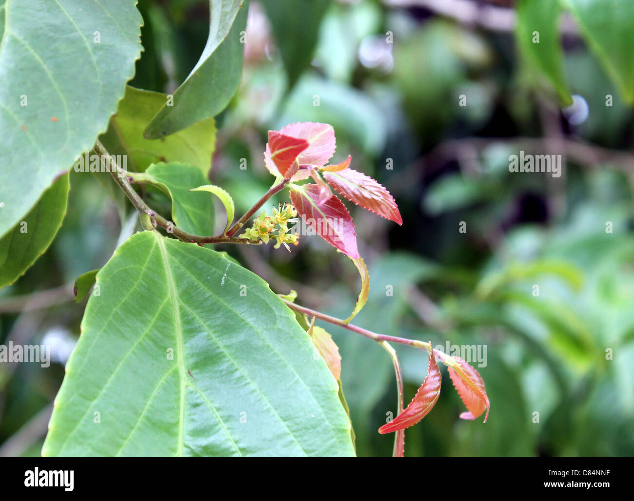 Lololikka hi-res stock photography and images - Alamy