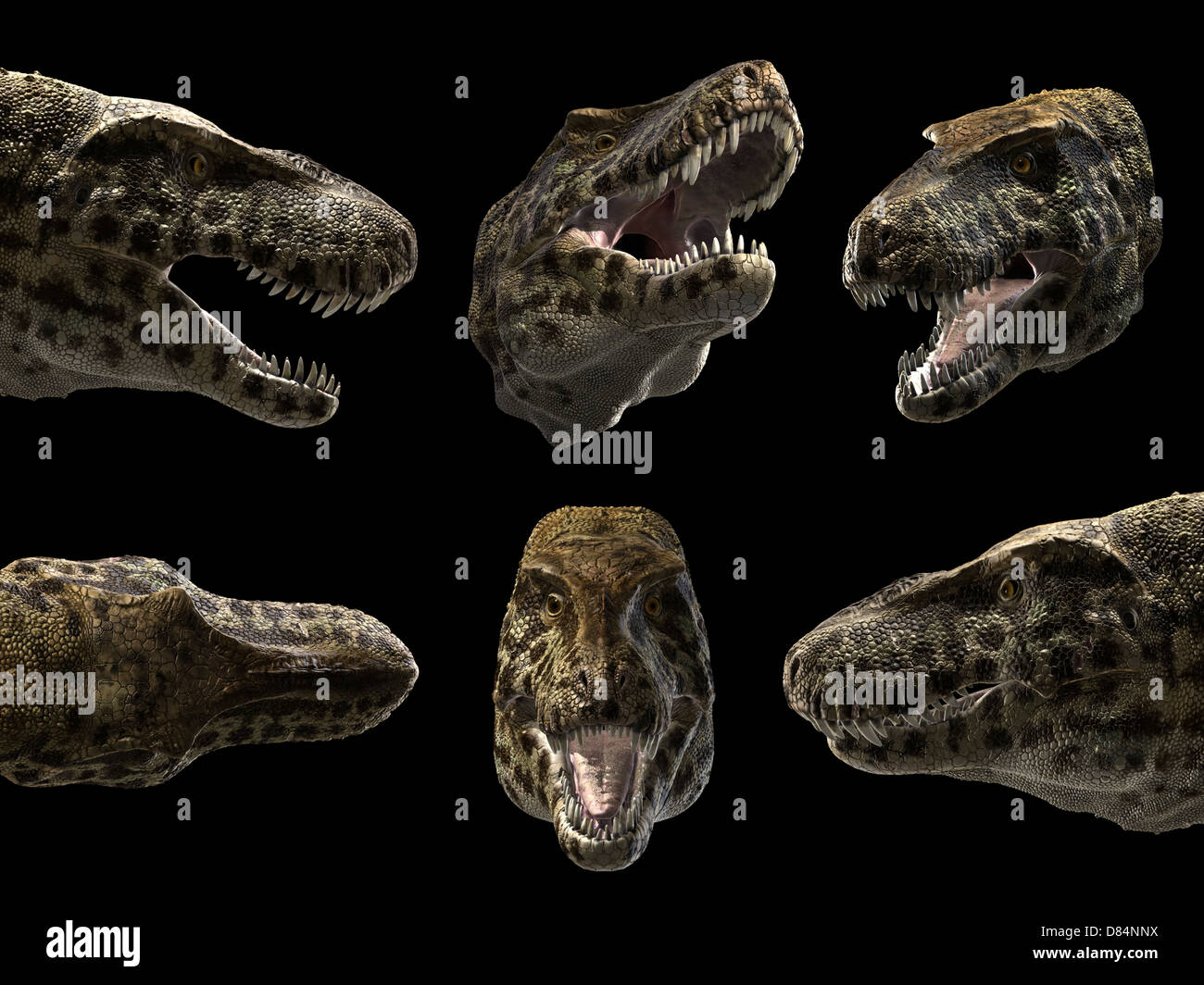 Head detail of Tyrannosaurus Rex Stock Photo - Alamy