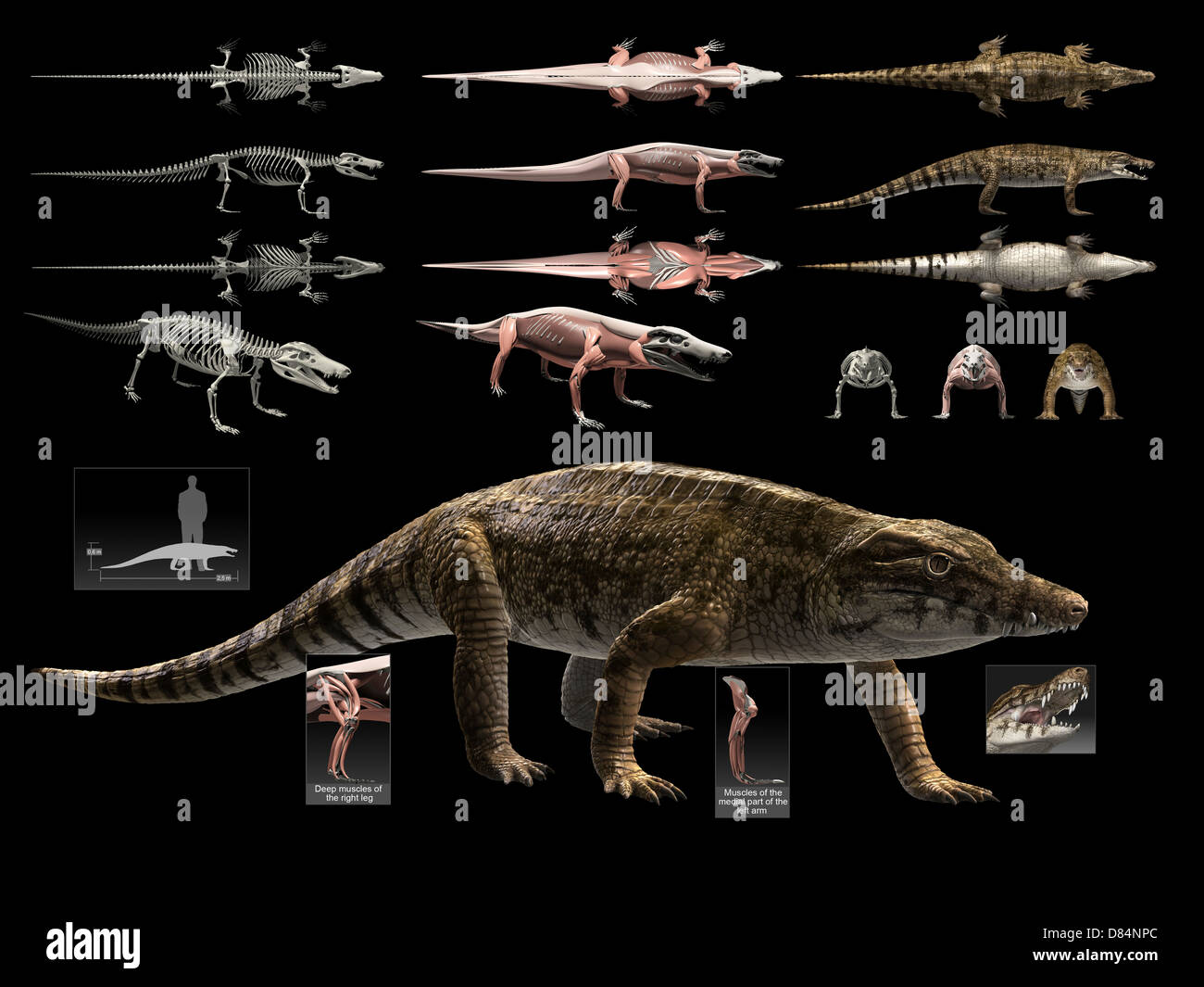 Reptile muscle hi-res stock photography and images - Alamy