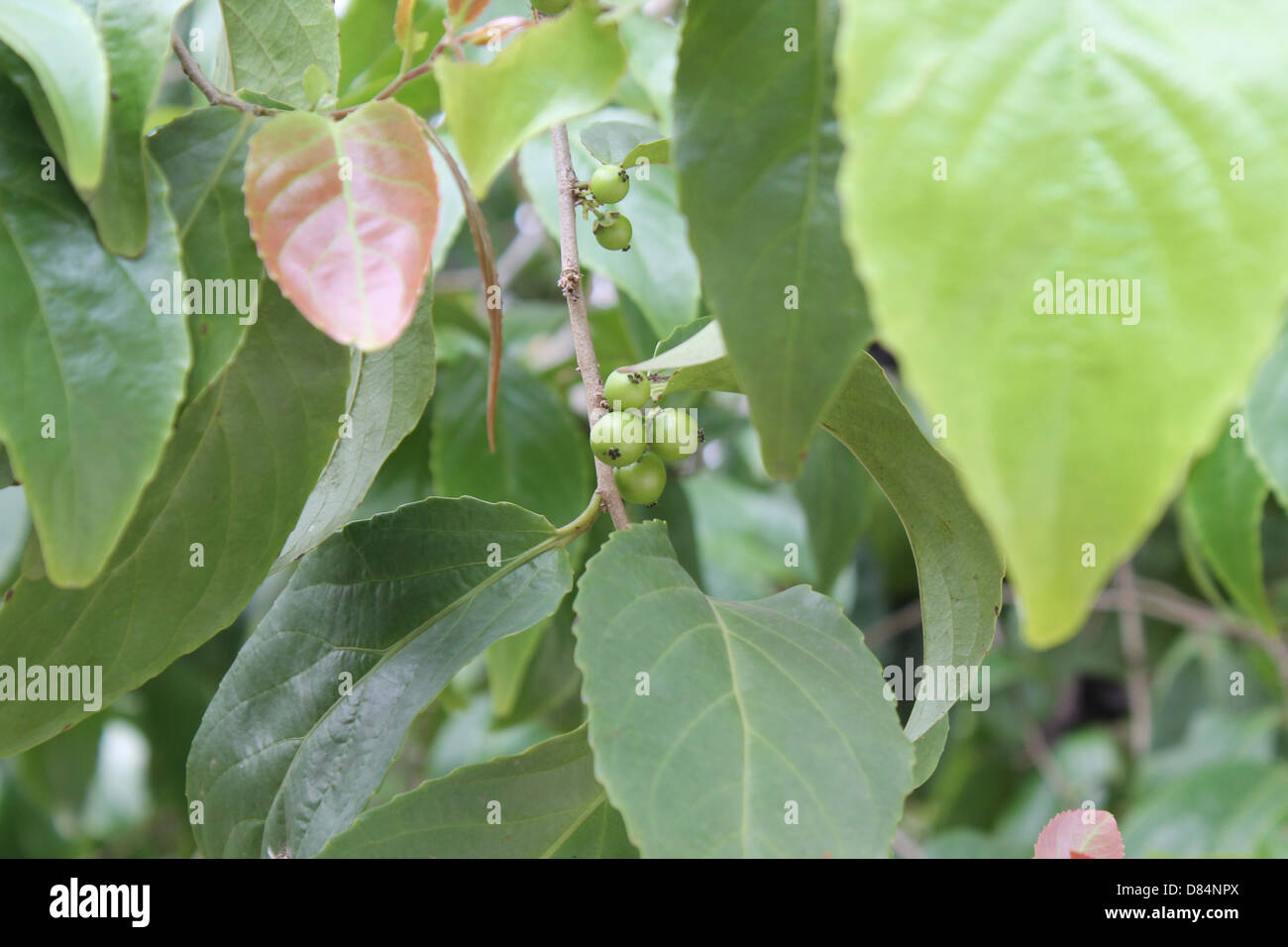 Lololikka, a red gooseberry Stock Photo - Alamy