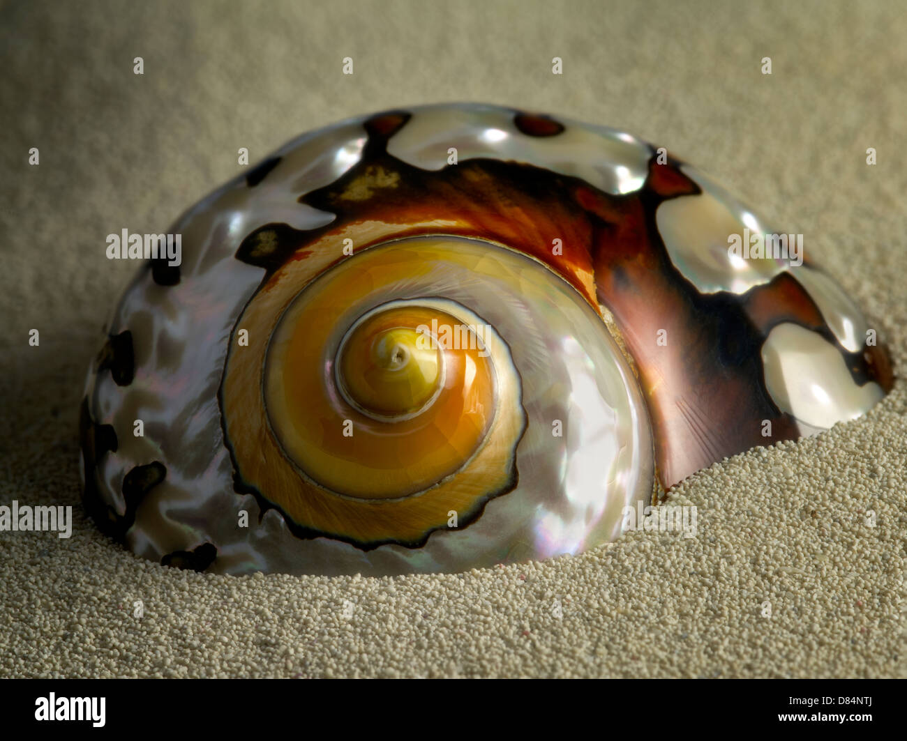 Close up of Turbo Semanticus sea shell Stock Photo - Alamy