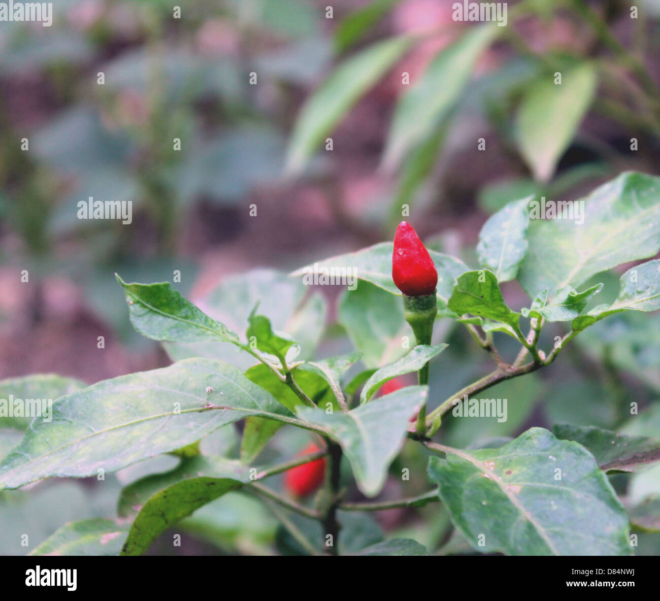 Birds eye chili hi-res stock photography and images - Alamy