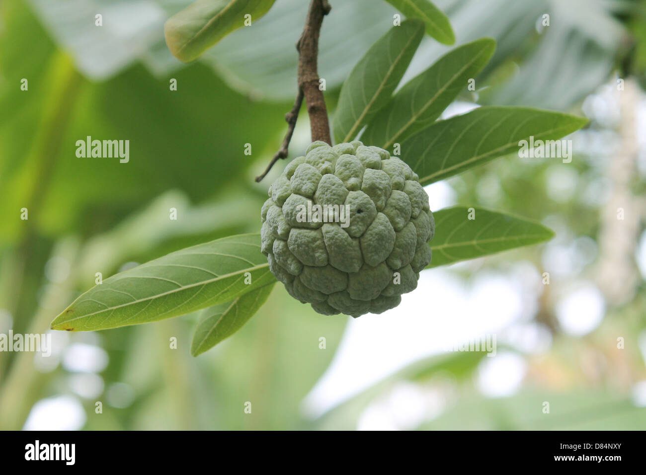 Annona squamosa fruit Stock Photo - Alamy