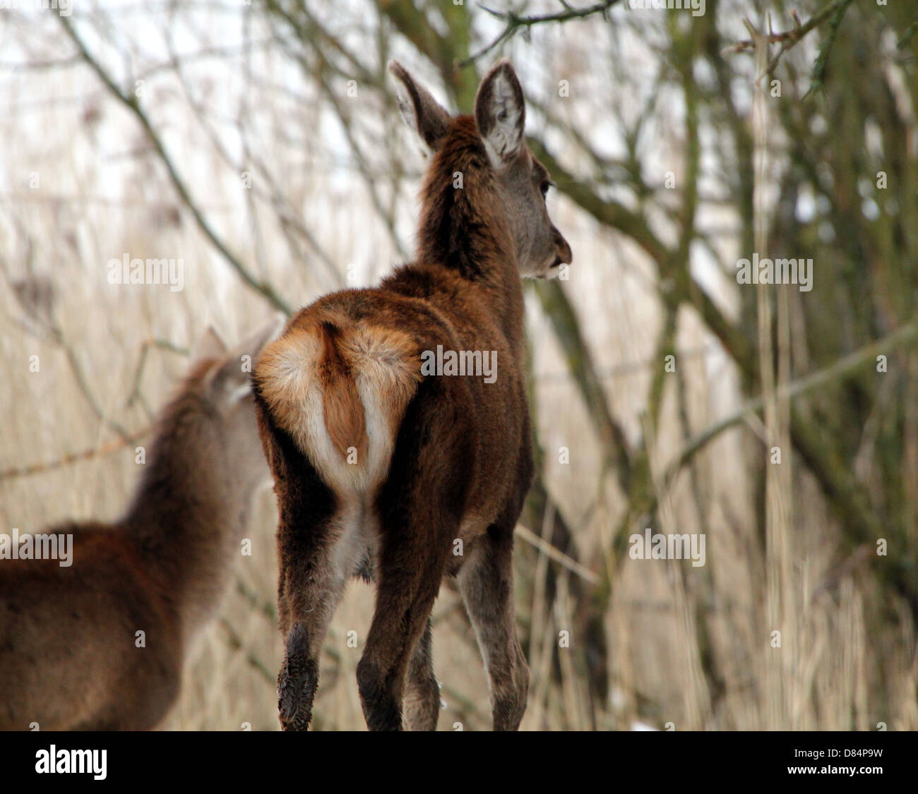 Rot hirsch hi-res stock photography and images - Alamy