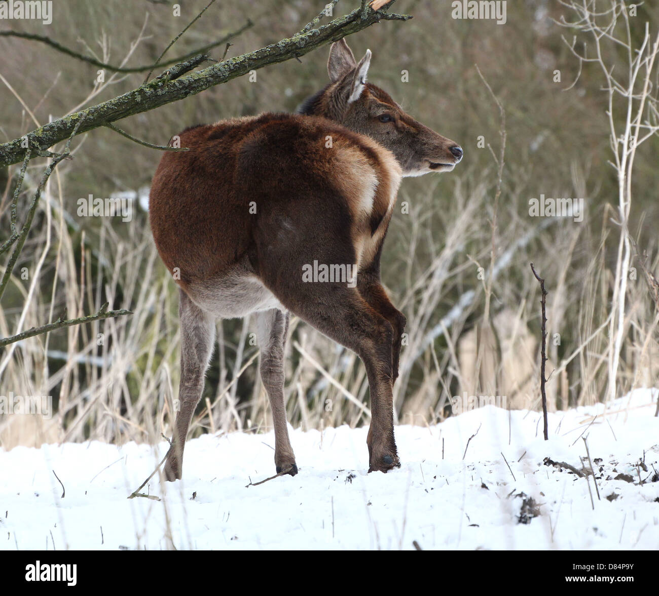 Close-up of a mature Red Deer doe (Cervus elaphus) in a winter setting ...