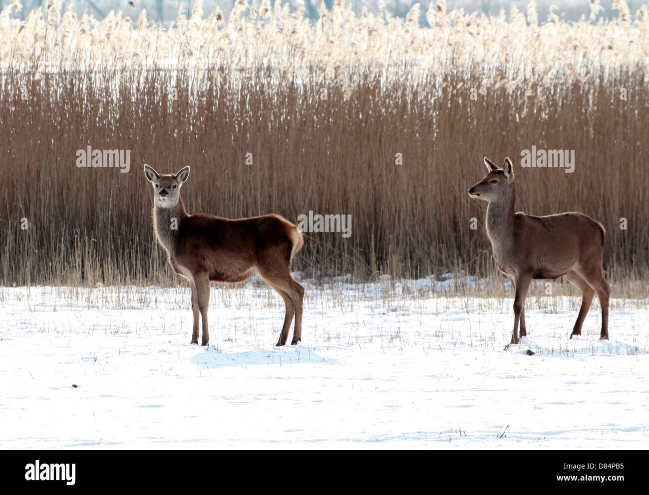 Close-up of a mature Red Deer doe (Cervus elaphus) in a winter setting ...