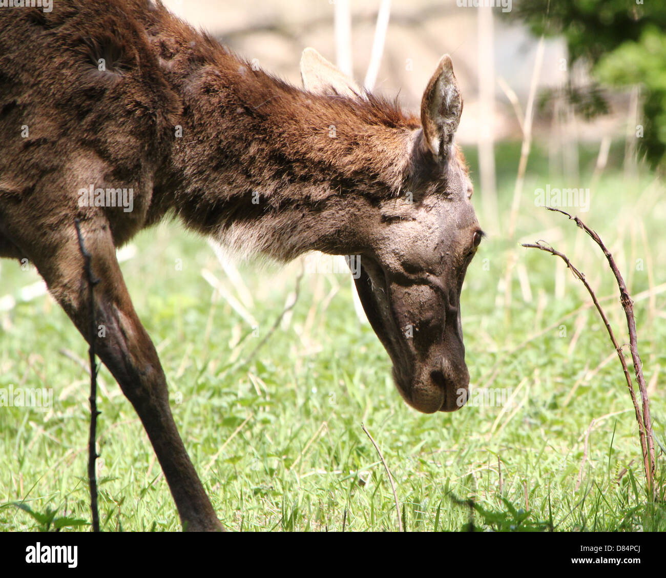 Close-up of a mature Red Deer doe (Cervus elaphus) grazing Stock Photo ...