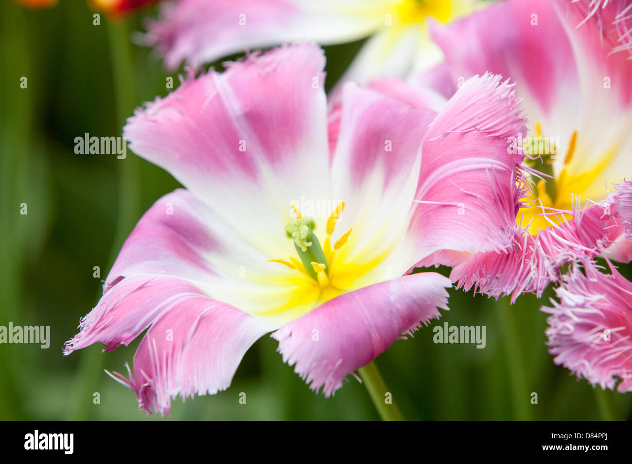 World Famous Holland Tulips High Resolution Stock Photography and ...