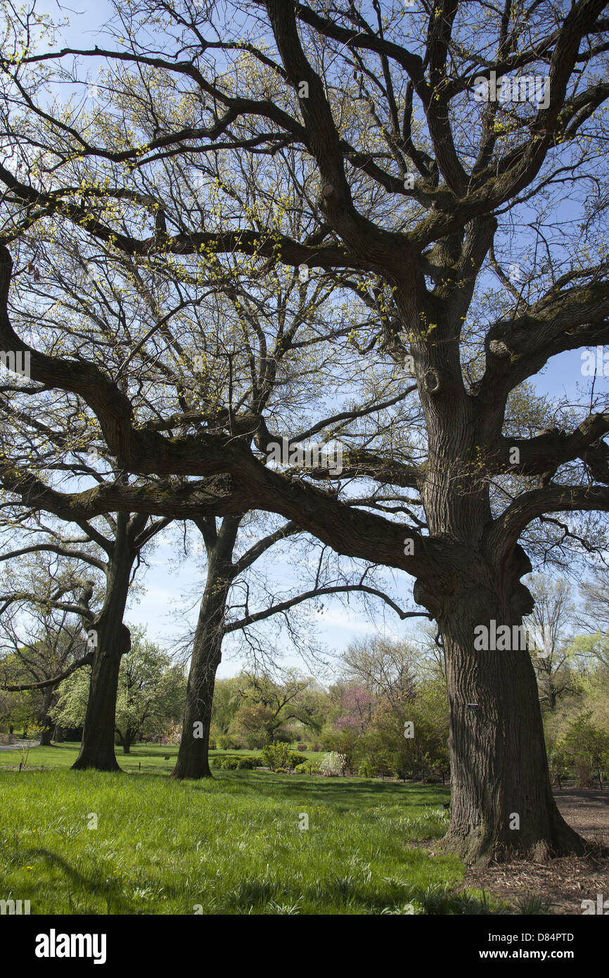 Brooklyn botanic garden hi-res stock photography and images - Alamy