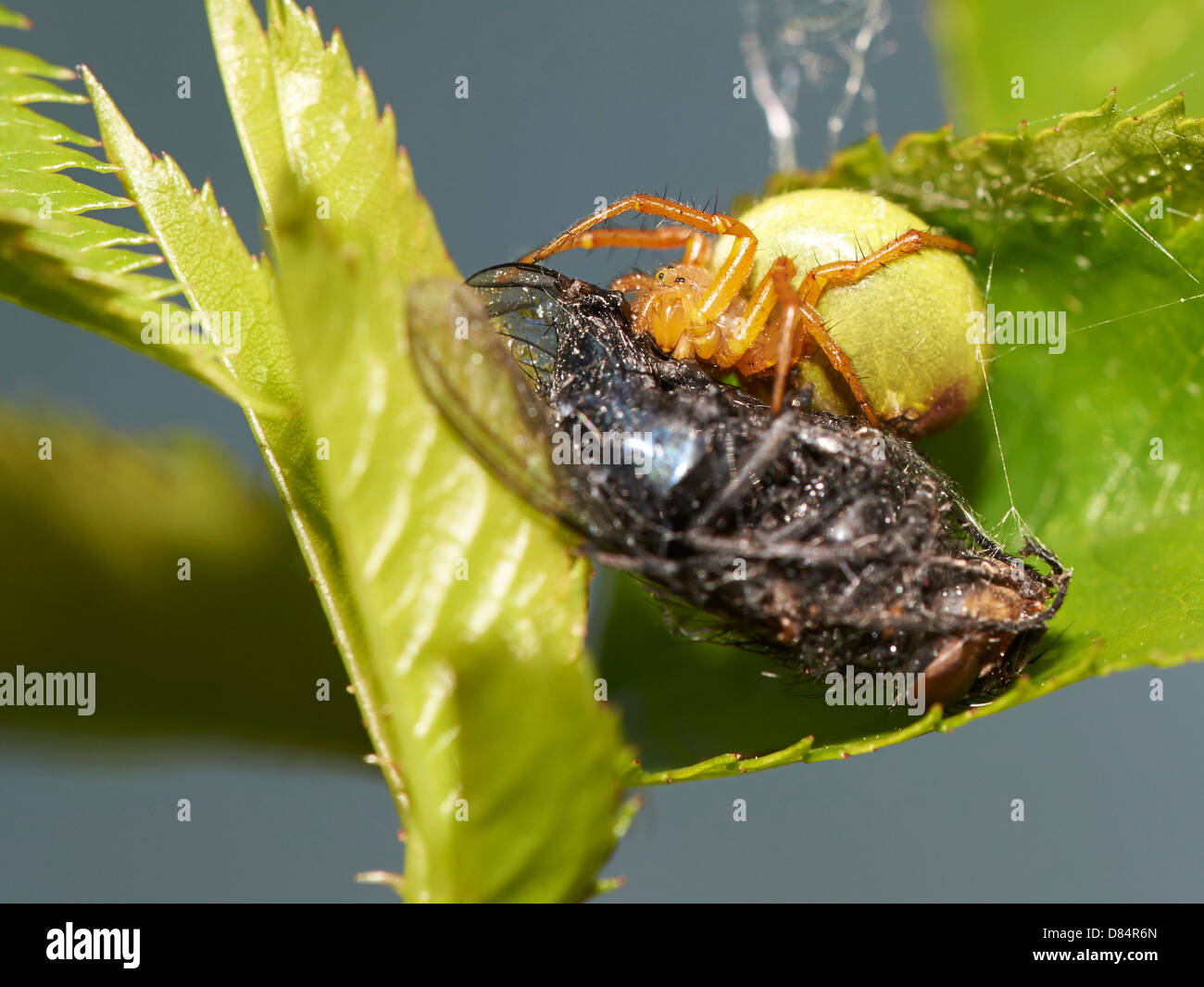 Spiders web and larder with fly stored in foreground Stock Photo - Alamy