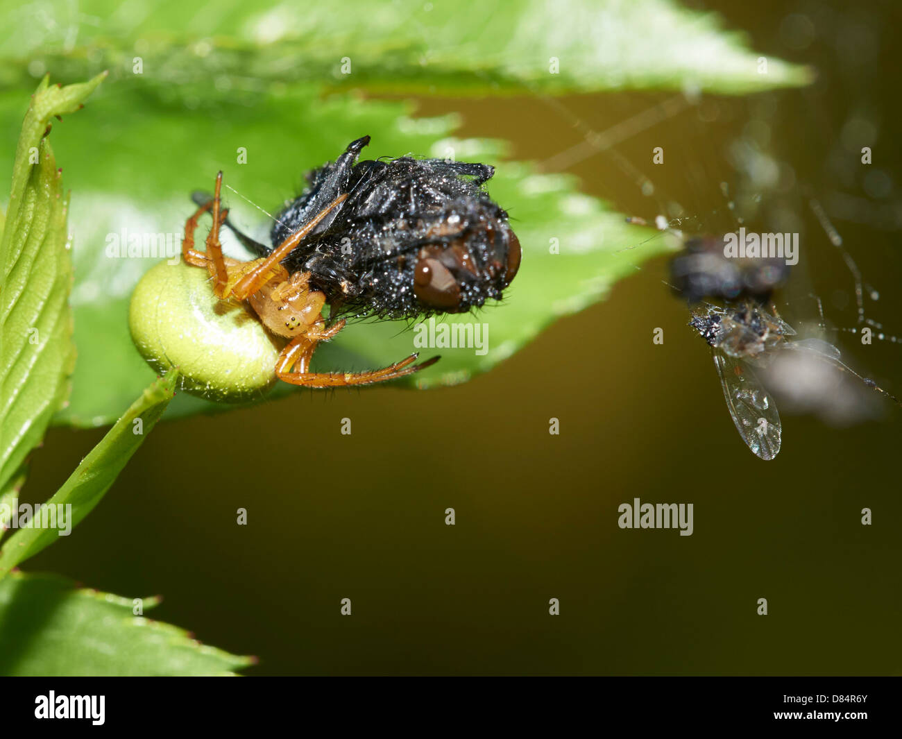 Spiders larder hi-res stock photography and images - Alamy