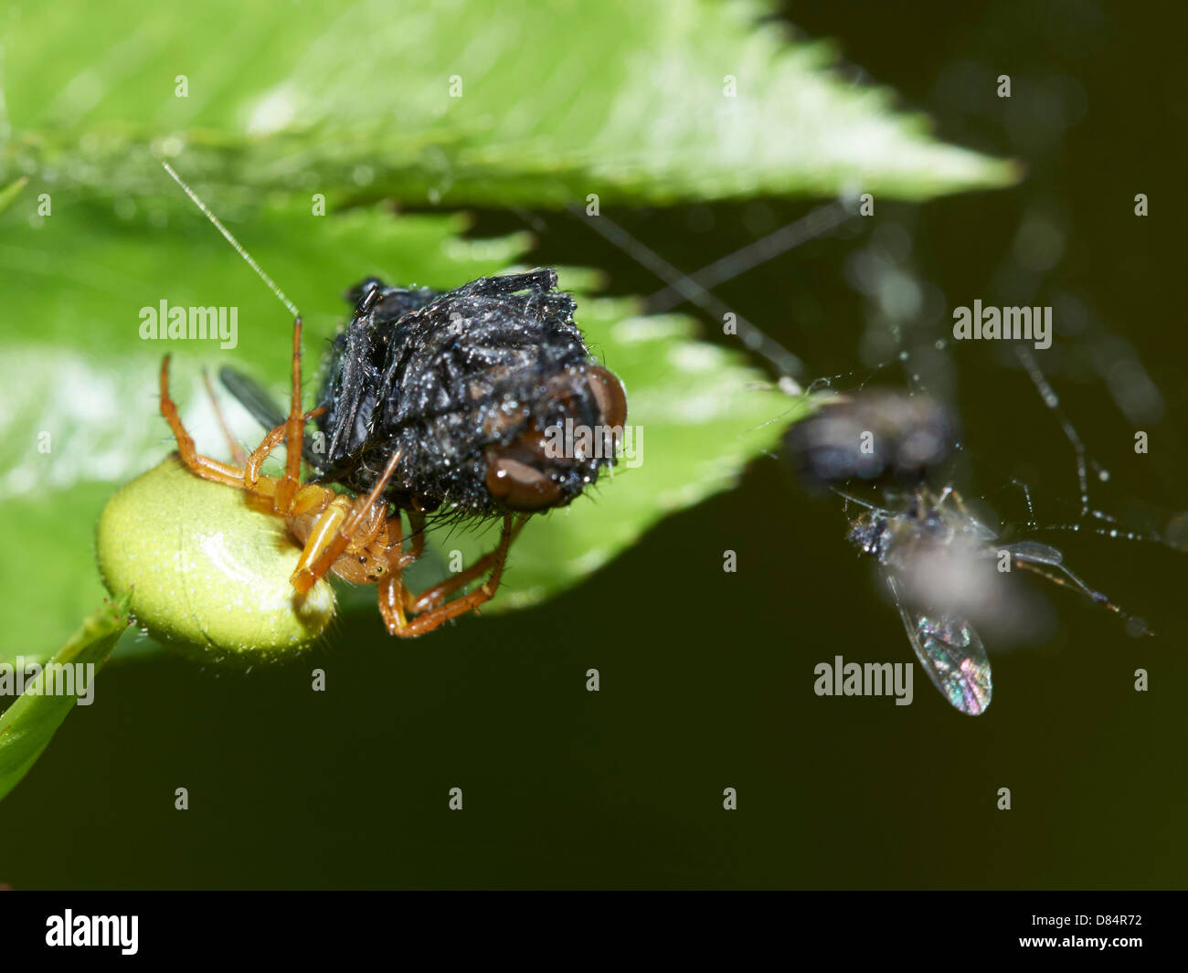Spiders web and larder with fly stored in foreground Stock Photo - Alamy