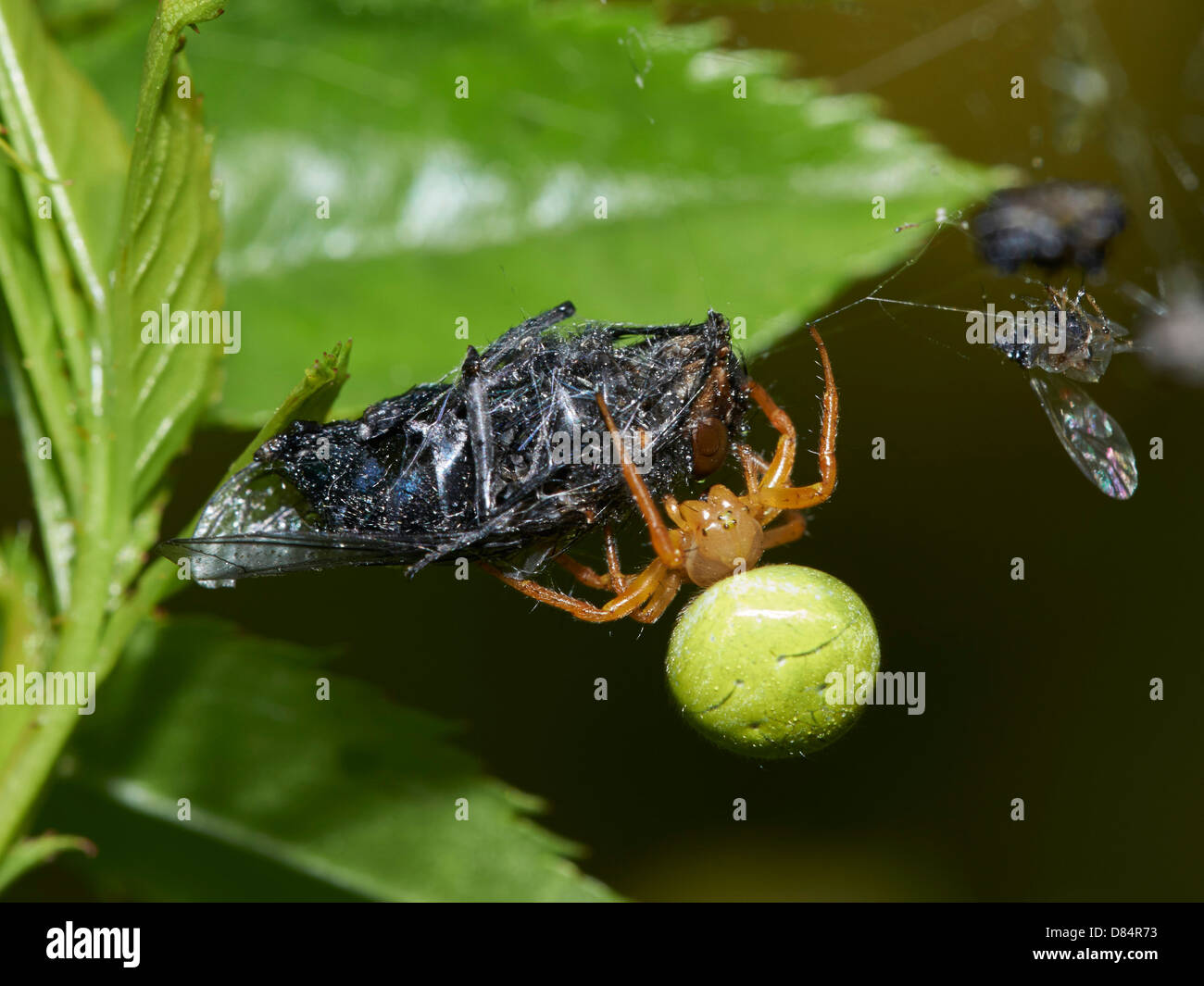 Spiders web and larder with fly stored in foreground Stock Photo - Alamy