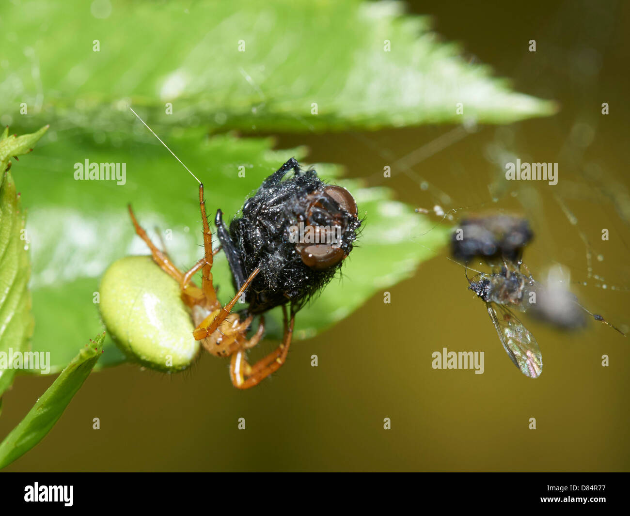 Spiders web larder fly in hi-res stock photography and images - Alamy