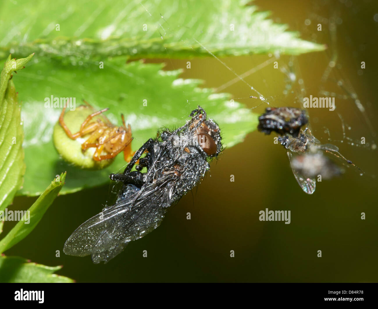 Spiders web larder fly in hi-res stock photography and images - Alamy