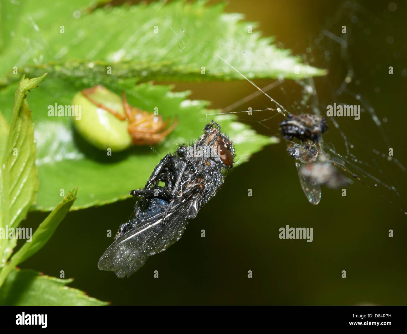 Spiders web and larder with fly stored in foreground Stock Photo - Alamy