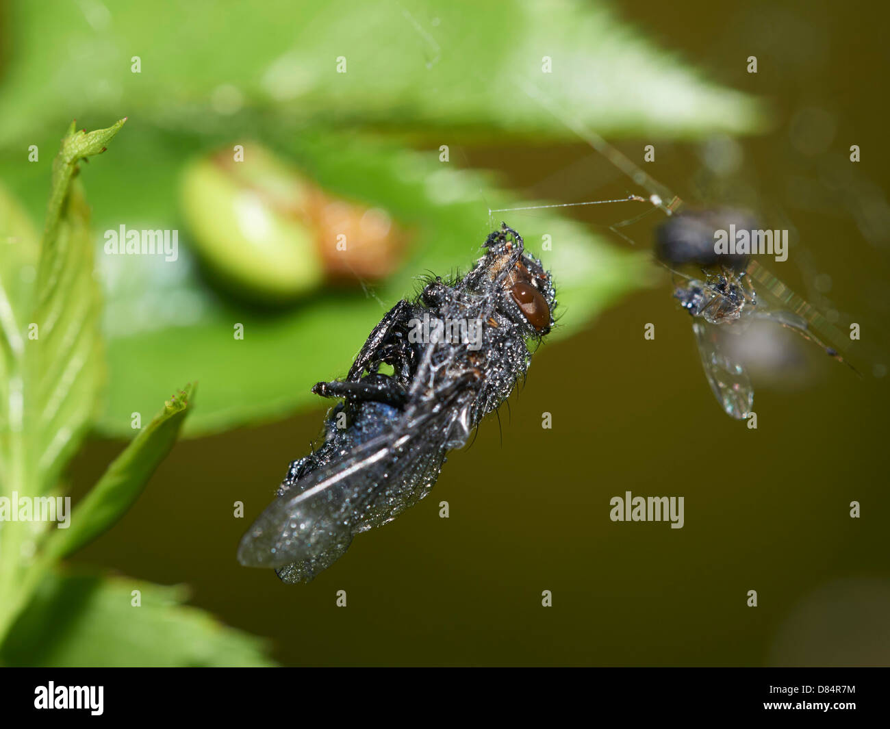 Spiders web larder fly in hi-res stock photography and images - Alamy