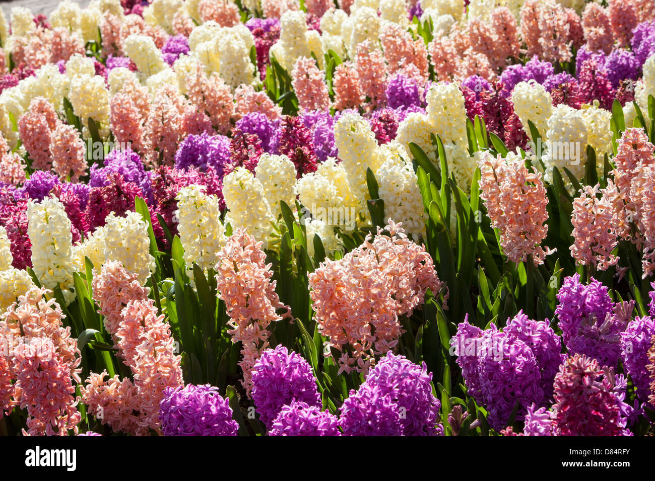 A Hyacinth display at Keukenhof gardens, the most famous Spring garden ...