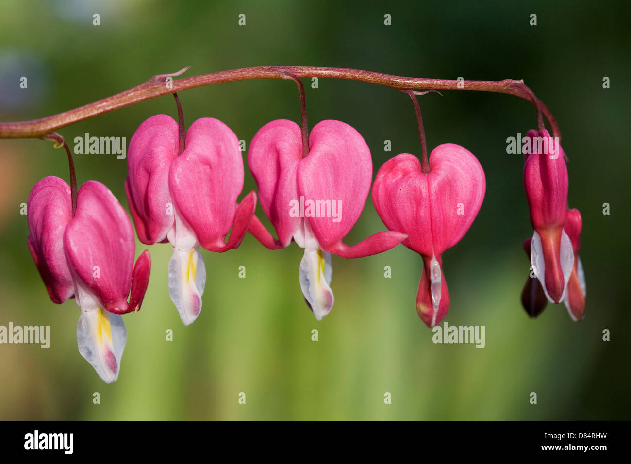 Lamprocapnos spectabilis. Bleeding heart flowers in an English garden ...