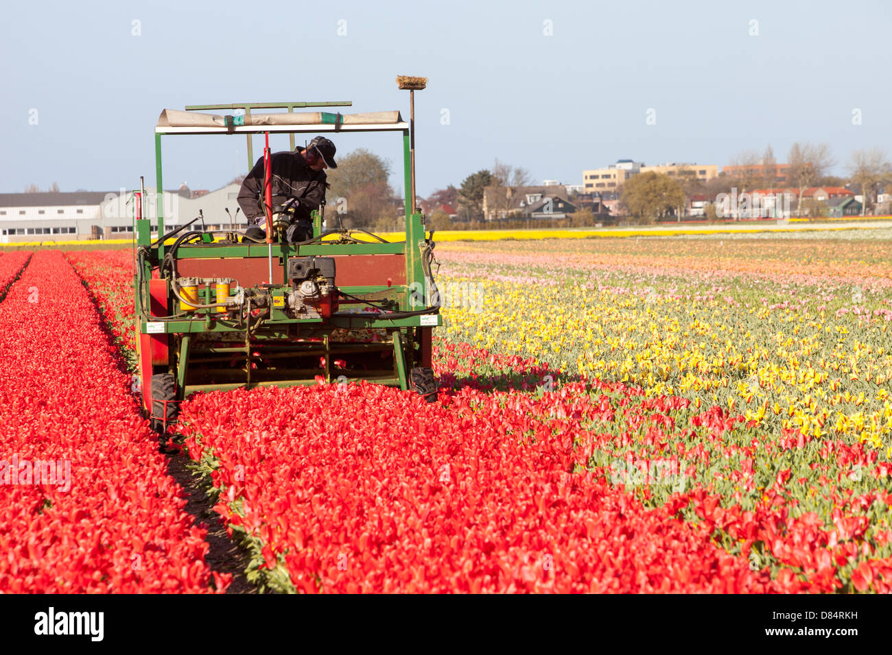 Tulip bulb production hi-res stock photography and images - Alamy