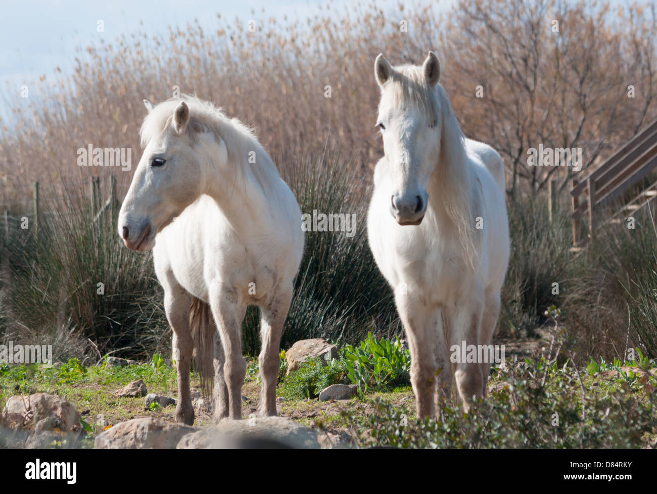 Two white horses Stock Photo - Alamy